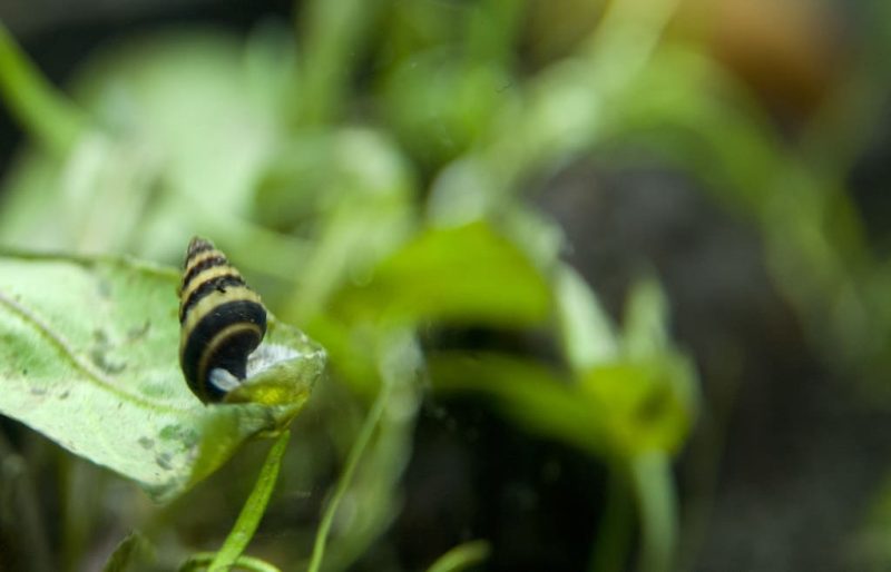 21 Different Types of Snails (With Pictures)