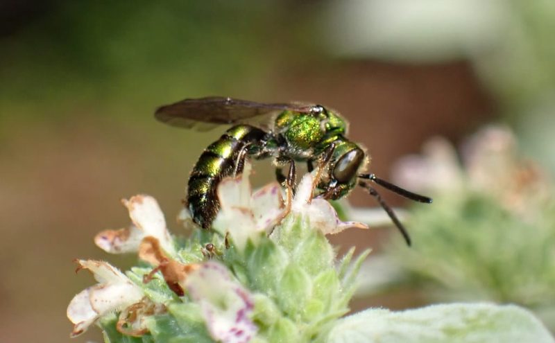 6 Different Types of Sweat Bees (With Pictures)