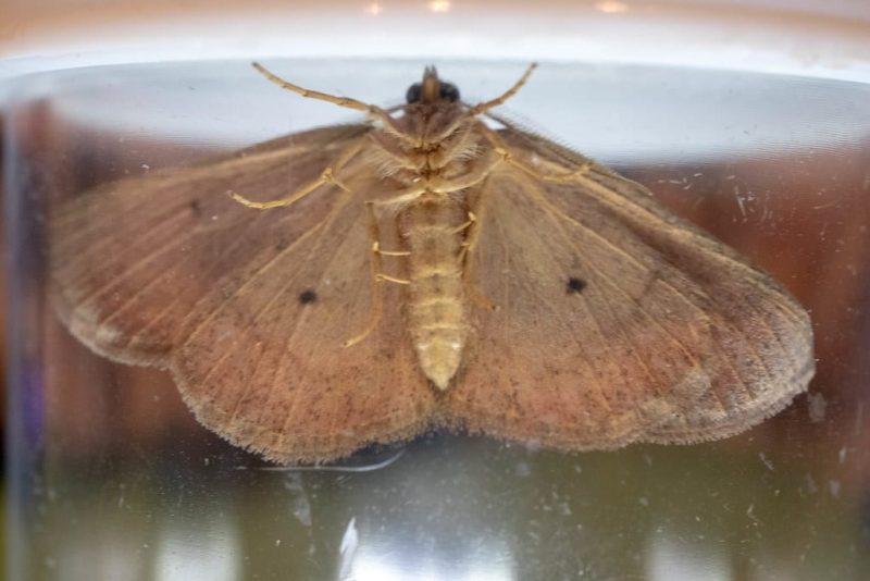21 Types of Moths in Florida (With Pictures)