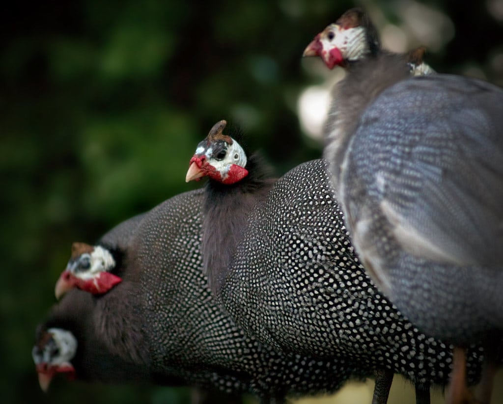 6 Different Types of Guinea Fowl