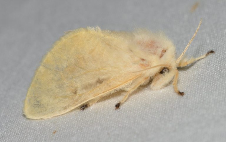 21 Types of Moths in Florida (With Pictures)
