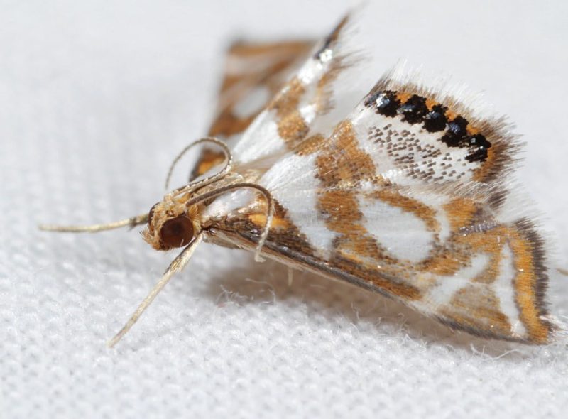 21 Types of Moths in Florida (With Pictures)