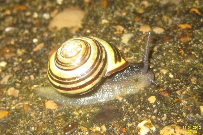 21 Different Types of Snails (With Pictures)