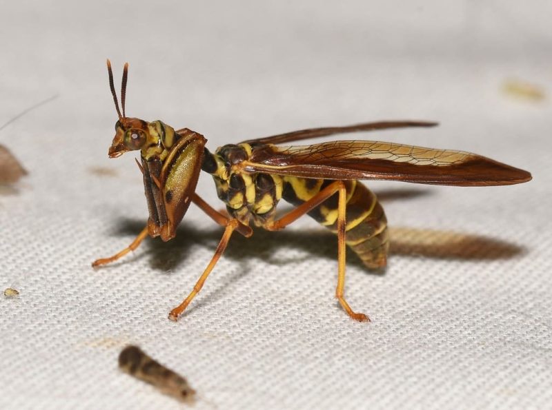 12 Different Types of Flies in Arizona (With Pictures)