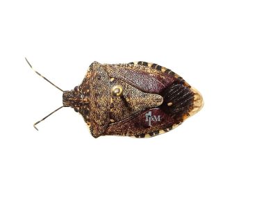 18 Types of Insects That Fly (With Pictures)