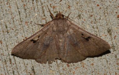 21 Types of Moths in Florida (With Pictures)