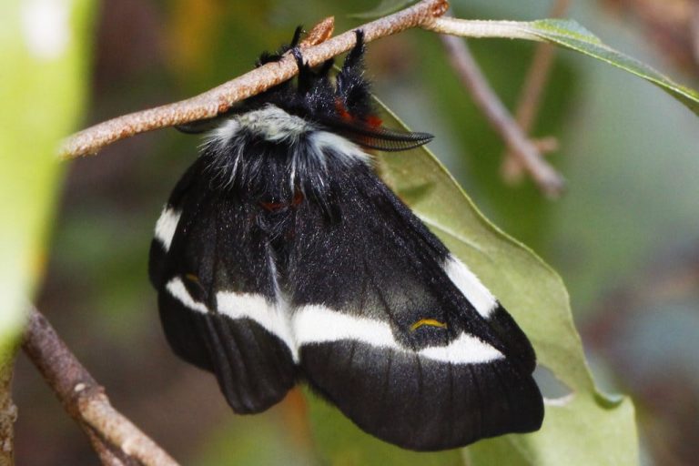 19 Types of Moths in Texas (With Pictures)
