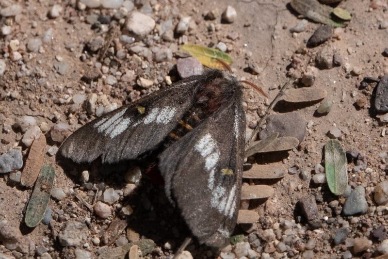 21 Types of Moths in Florida (With Pictures)