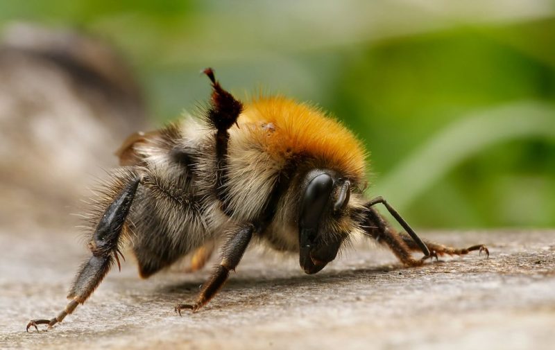 16 Types of Bees in Idaho (With Pictures)