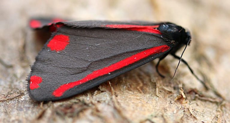 21 Types of Moths in Florida (With Pictures)