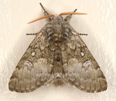 19 Types of Moths in Texas (With Pictures)