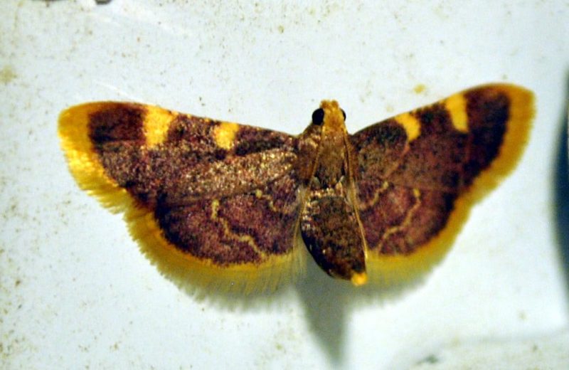 21 Types of Moths in Florida (With Pictures)