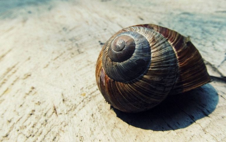 21 Different Types of Snails (With Pictures)