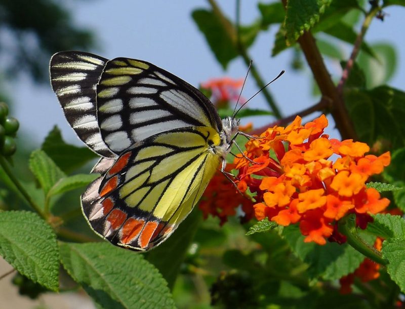 12 Types of Butterflies in India (With Pictures)