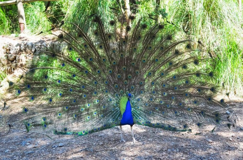 17 Types of Animals With Tails (and Pictures)