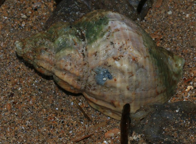 21 Different Types of Snails (With Pictures)