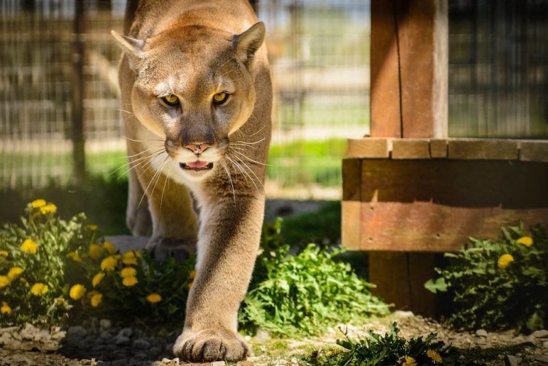 34 Animals With Claws and Their Pictures