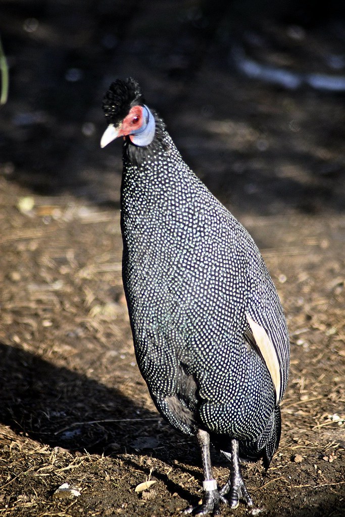 6 Different Types of Guinea Fowl