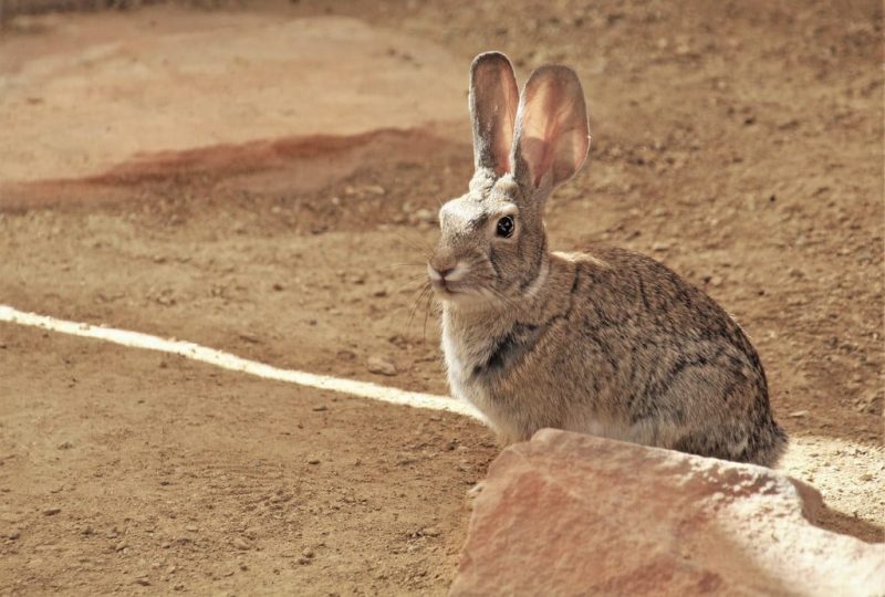 13 Types of Rabbits in Colorado