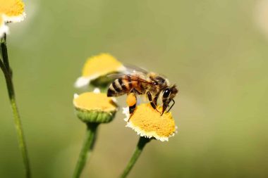 14 Different Types of Bees in Indiana