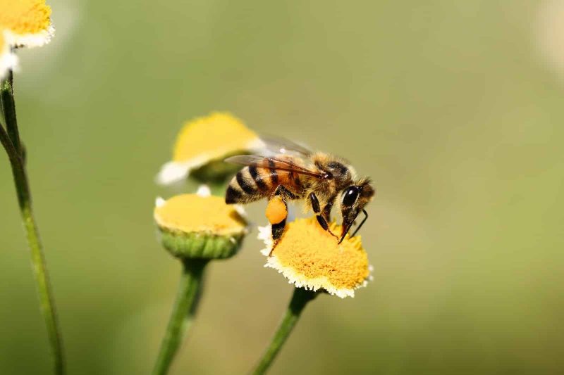 14 Different Types of Bees in Indiana