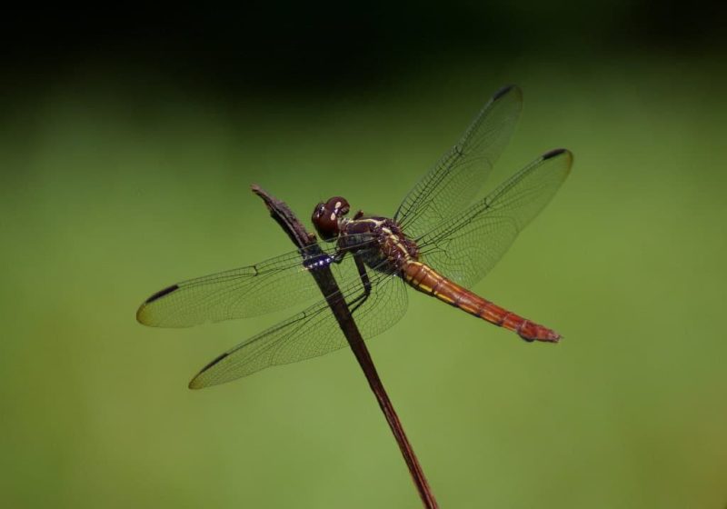18 Types of Insects That Fly (With Pictures)