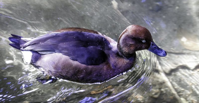 36 Animals With 4 Letters and Their Pictures
