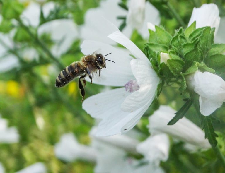 16 Types of Bees in Idaho (With Pictures)