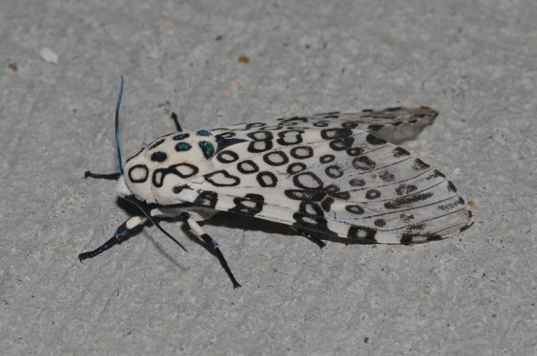19 Types of Moths in Texas (With Pictures)