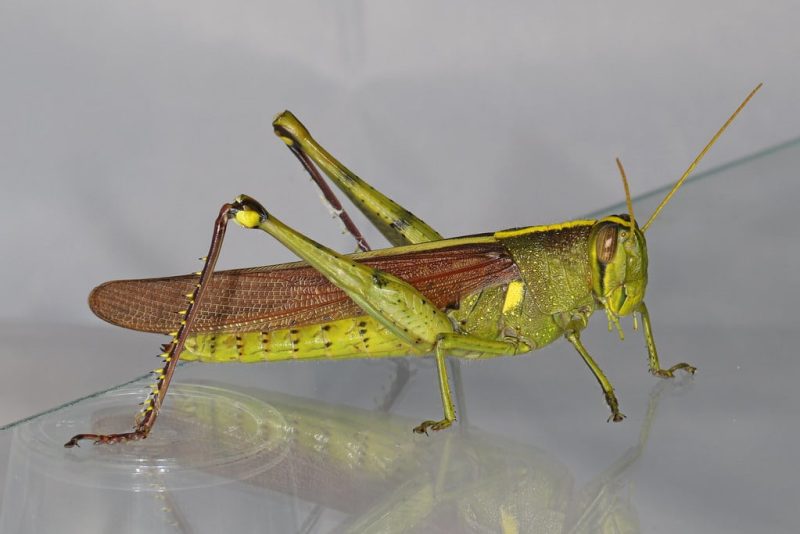26 Amazing Animals That Hop (With Pictures)