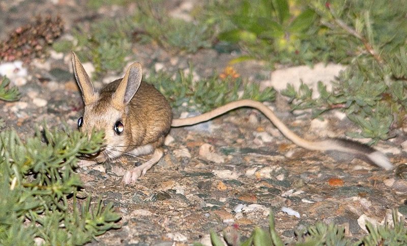 26 Amazing Animals That Hop (With Pictures)