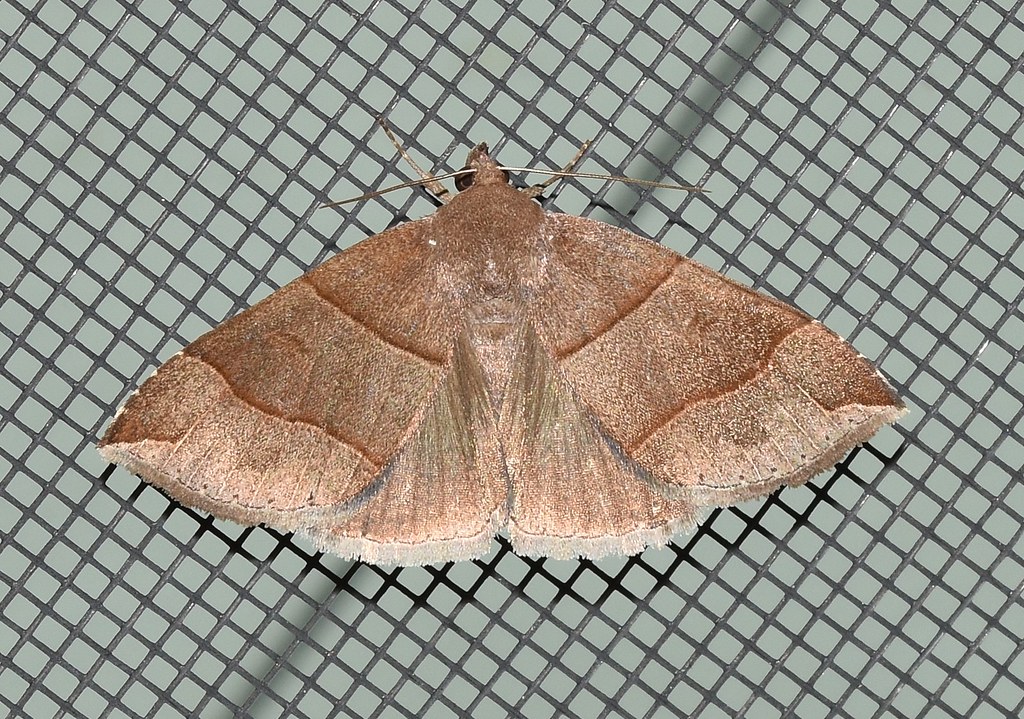 19 Types of Moths in Texas (With Pictures)