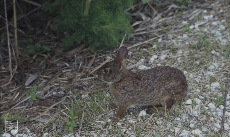 13 Types of Rabbits in Colorado