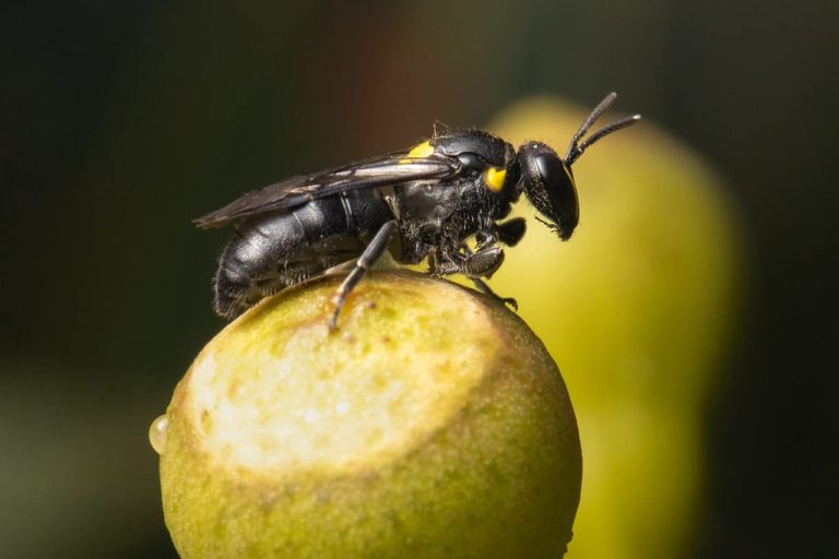 10 Types of Bees in Alabama (With Pictures)