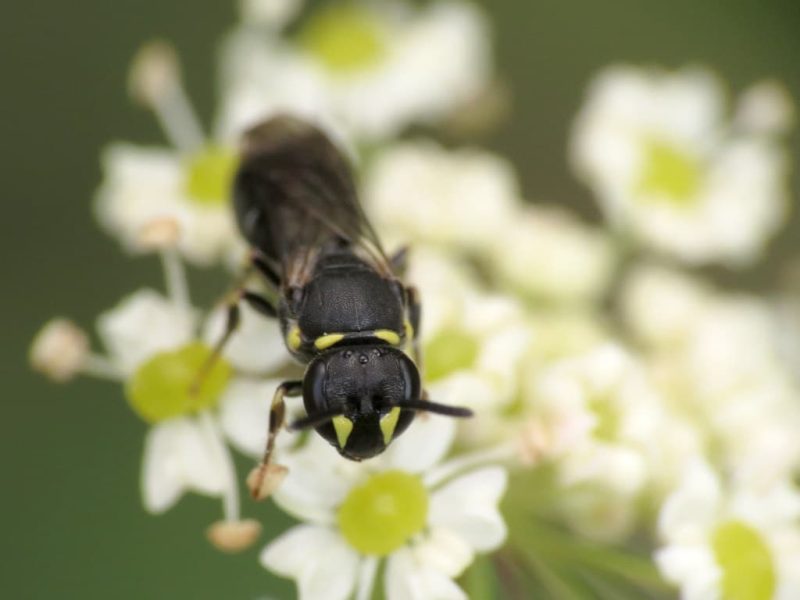 13 Types of Bees in Iowa (With Pictures)