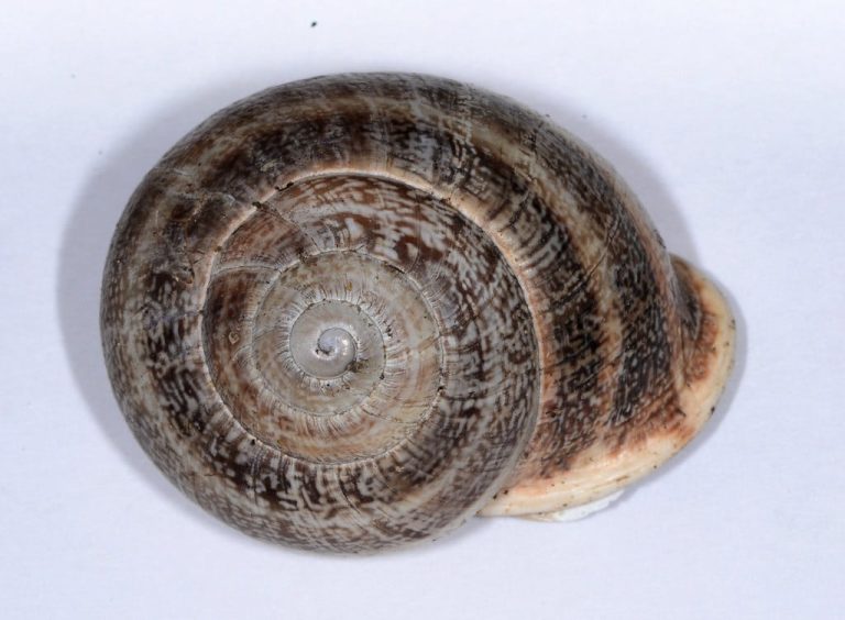 21 Different Types of Snails (With Pictures)
