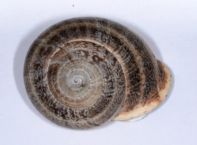 21 Different Types of Snails (With Pictures)