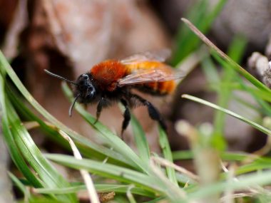 16 Different Types of Bees in Maryland (With Pictures)