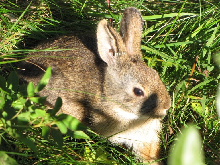 13 Types of Rabbits in Colorado