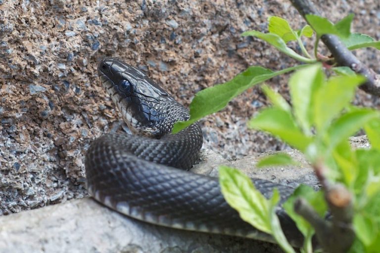 10 Popular Types of Snakes in Connecticut