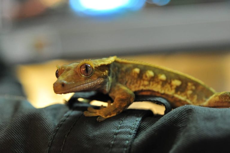 7 Different Types of Geckos in Indonesia (With Pictures)