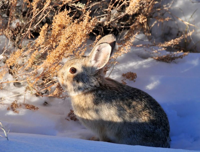 13 Types of Rabbits in Colorado