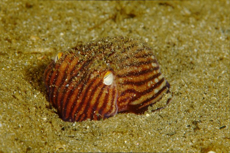 42 Animals With Stripes and Their Pictures