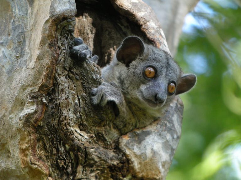 26 Amazing Animals That Hop (With Pictures)