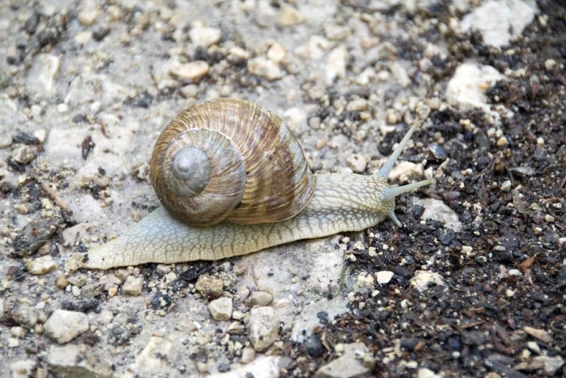 21 Different Types of Snails (With Pictures)