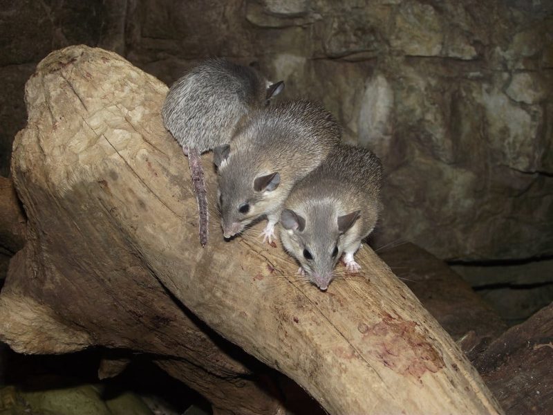 26 Animals That Eat Corn and Their Pictures