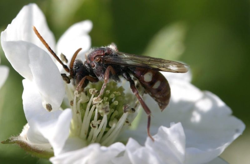 13 Types of Bees in Iowa (With Pictures)