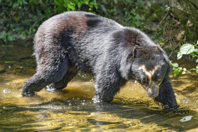 28 Animals With Webbed Feet and Their Pictures