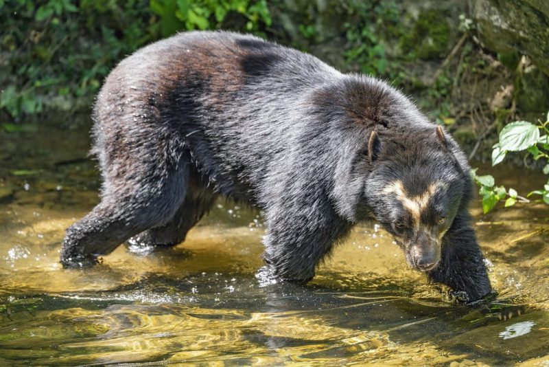 28 Animals With Webbed Feet and Their Pictures