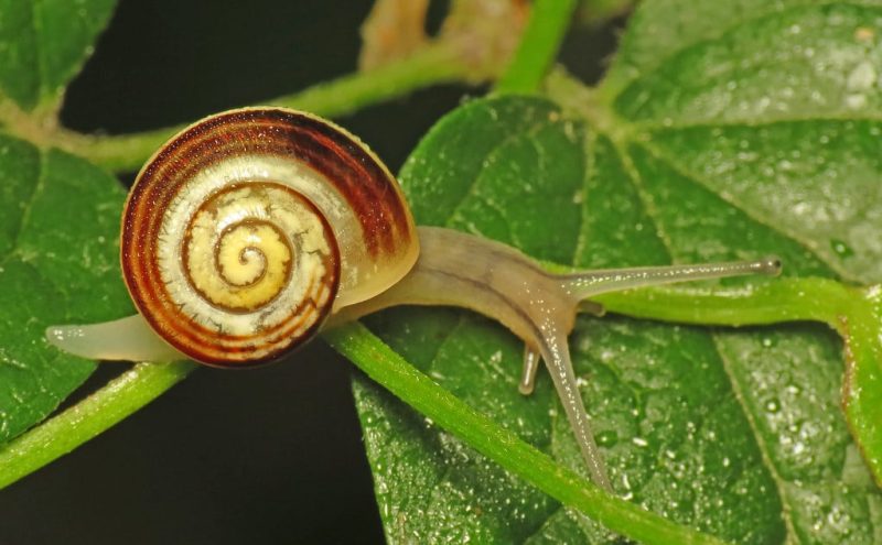21 Different Types of Snails (With Pictures)